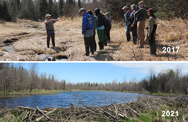 A Story of Stream Restoration by Beaver! - Friends of the North Pikes ...