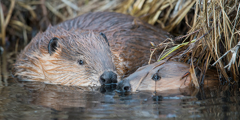 Opportunity to speak up for Beavers! - Friends of the North Pikes Creek ...